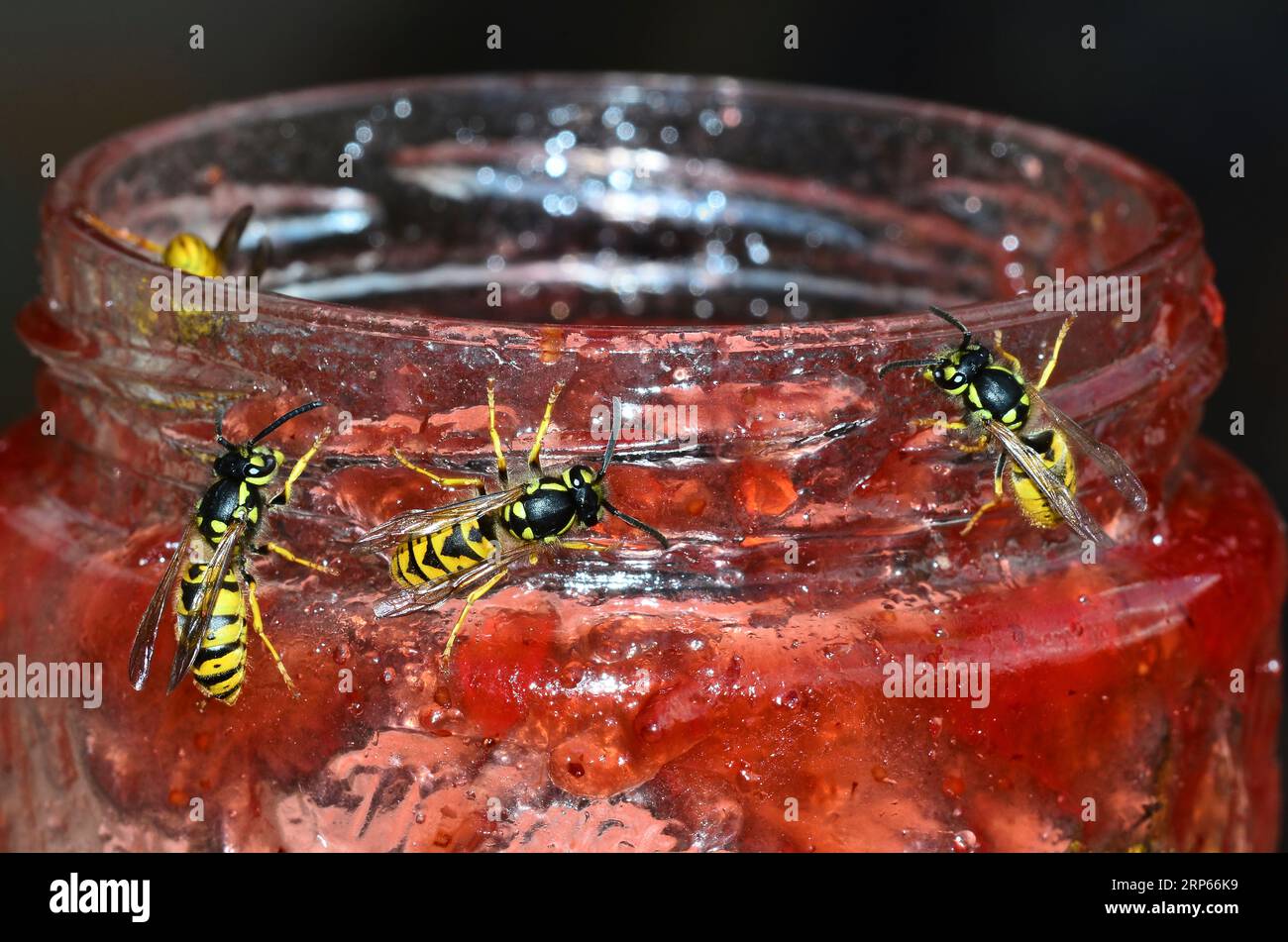 active worker common wasps vespula vulgaris on jam jar Stock Photo - Alamy