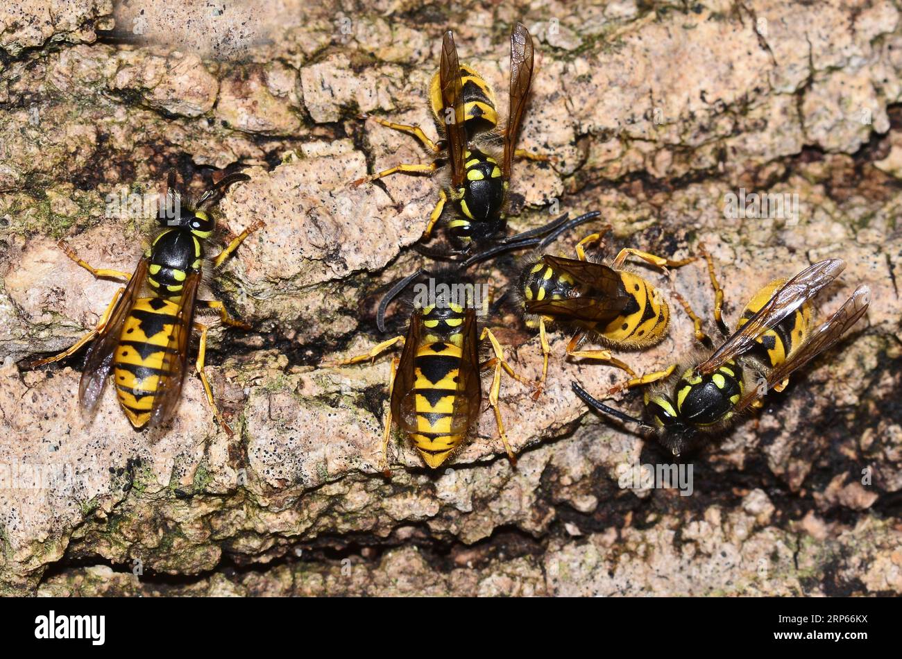active worker common wasps vespula vulgaris Stock Photo - Alamy