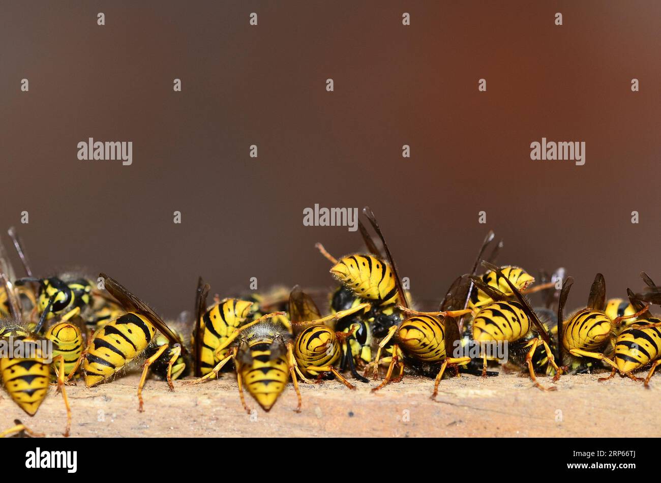 active worker common wasps vespula vulgaris Stock Photo - Alamy