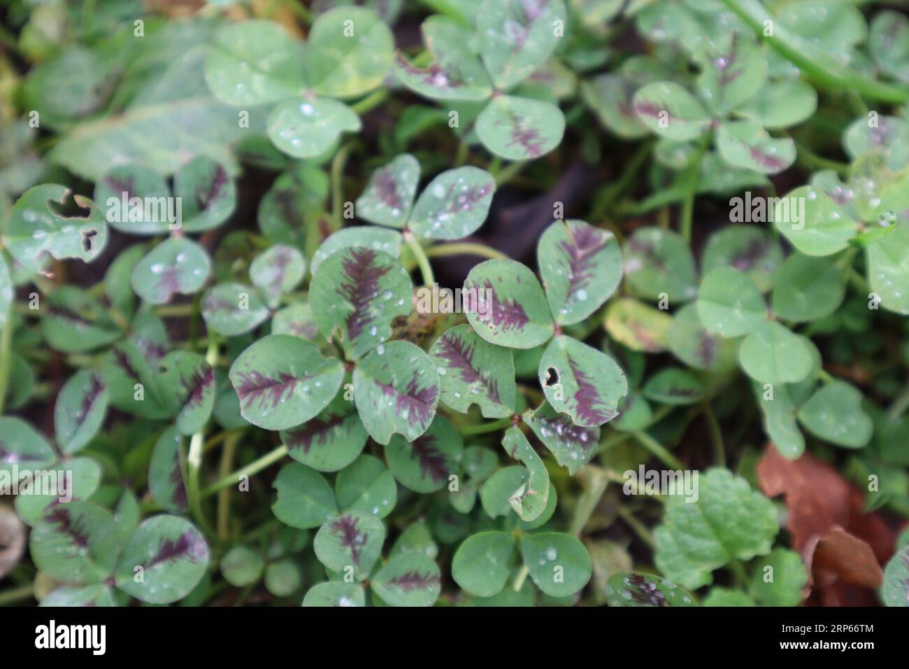 Two colours hi-res stock photography and images - Alamy