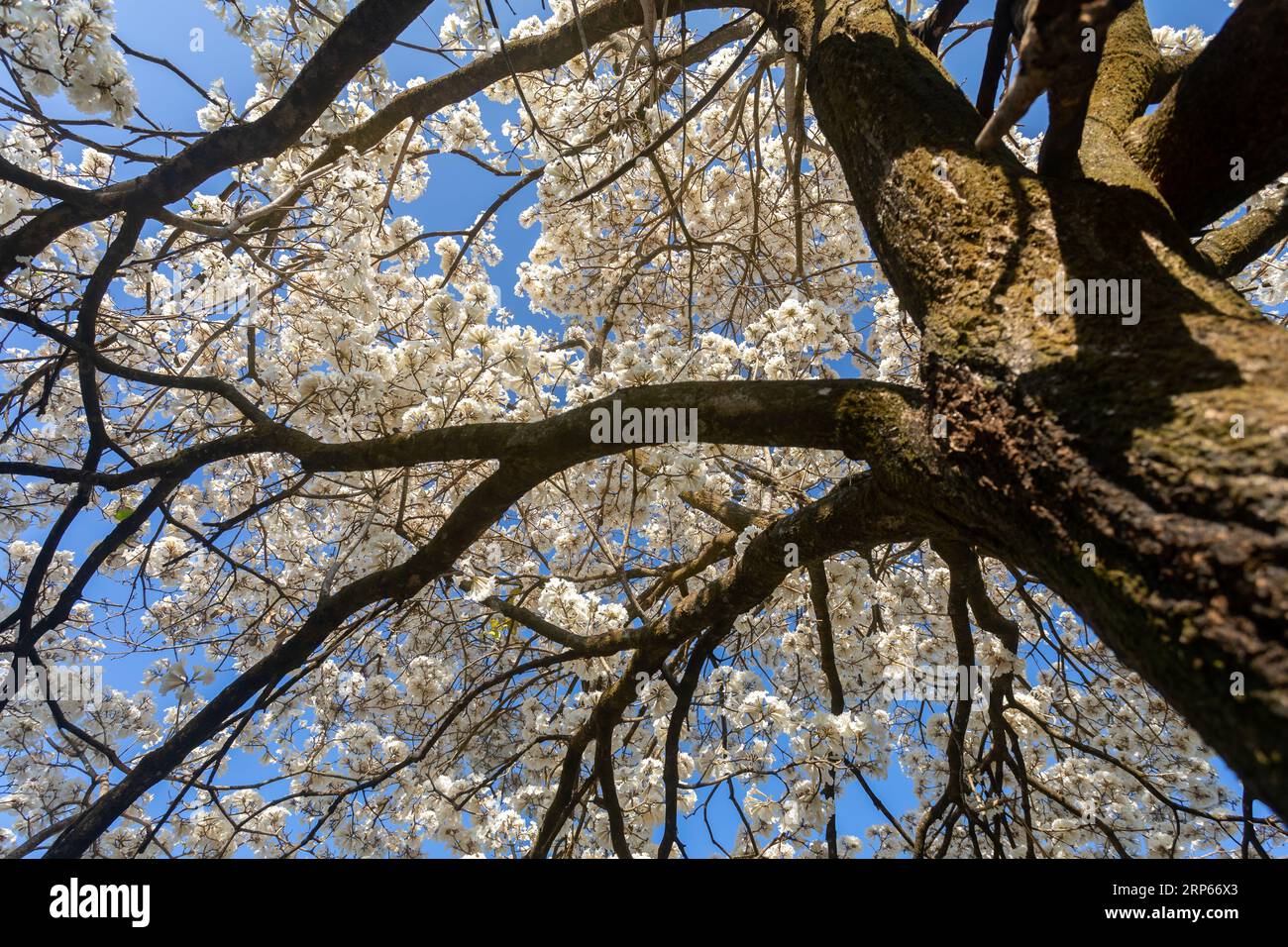 Wonderful Flowers of a white ipe tree, Tabebuia roseo-alba (Ridley ...
