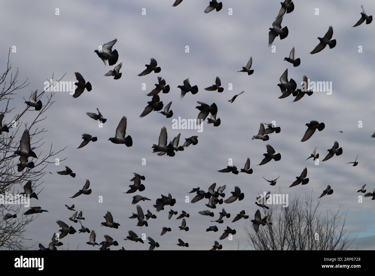 Flock of pidgeons hi-res stock photography and images - Alamy