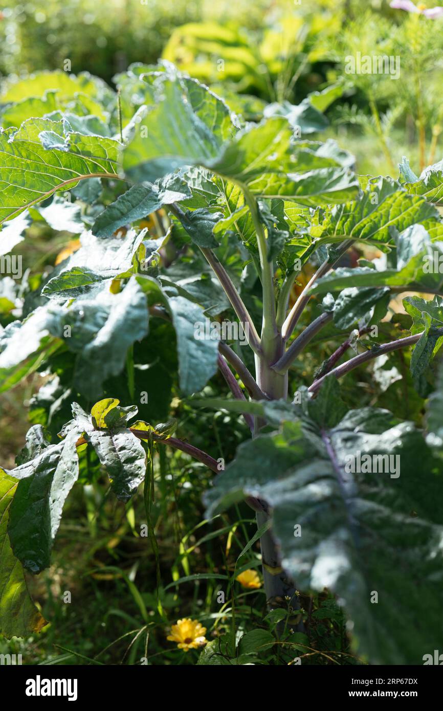 German heirloom kale variety known as Blaukohl Diepholzer Dickstrunk ...