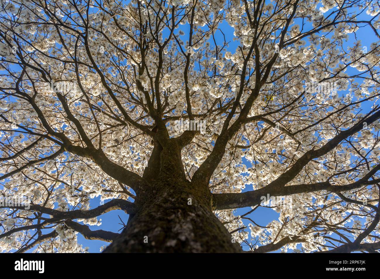 Wonderful Flowers of a white ipe tree, Tabebuia roseo-alba (Ridley ...
