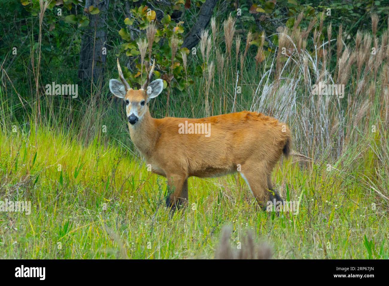 Adult marsh deer blastocerus dichotomus hi-res stock photography and ...