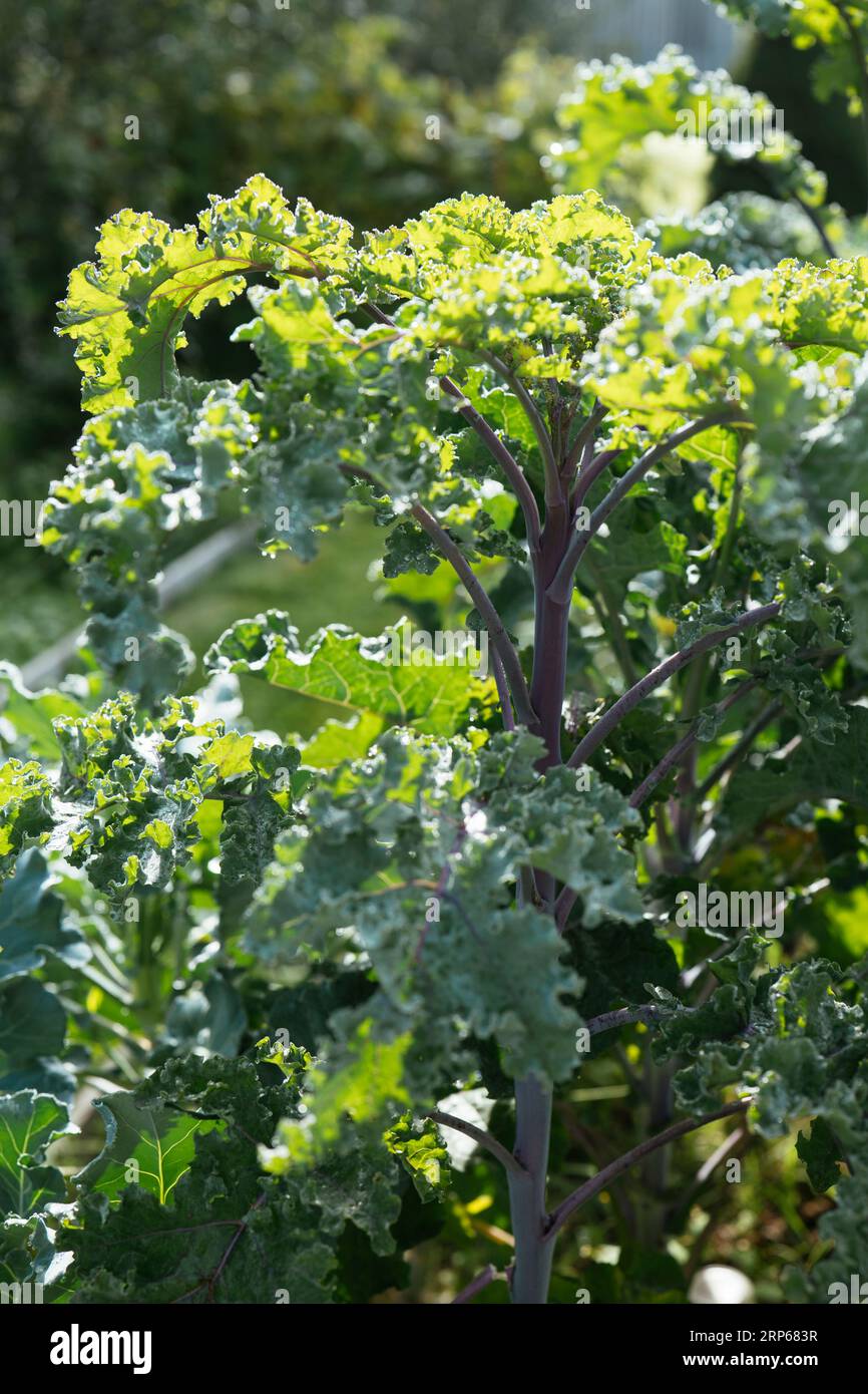 Stemmed variety hi-res stock photography and images - Alamy
