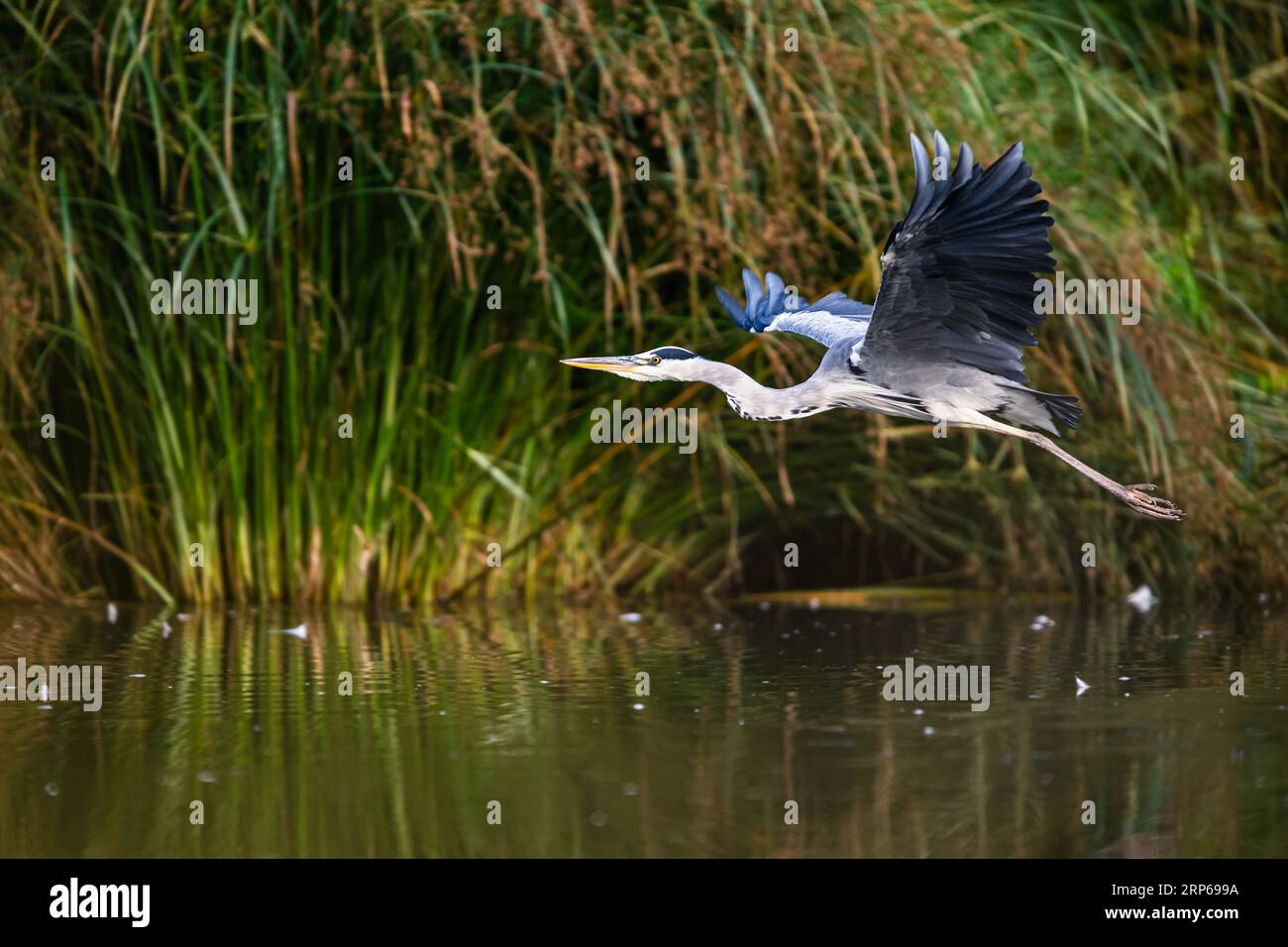 Wader bird flight hi-res stock photography and images - Alamy