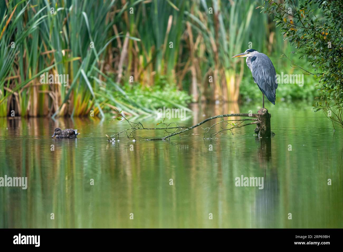 Heron bird habitat hi-res stock photography and images - Alamy