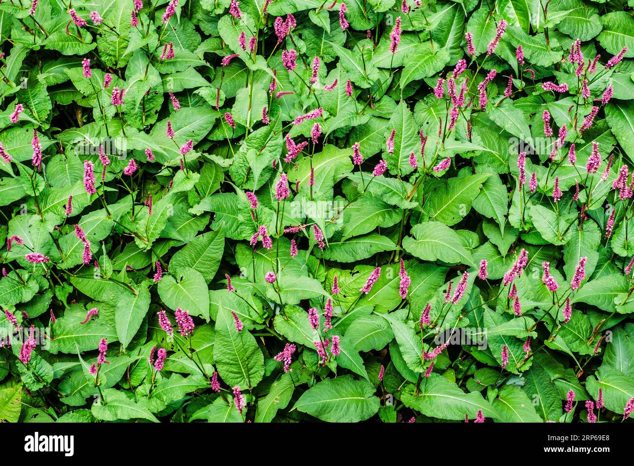 Mountain Fleece, Persicaria Bistorta amplexicaulis 'Firetail' Stock ...