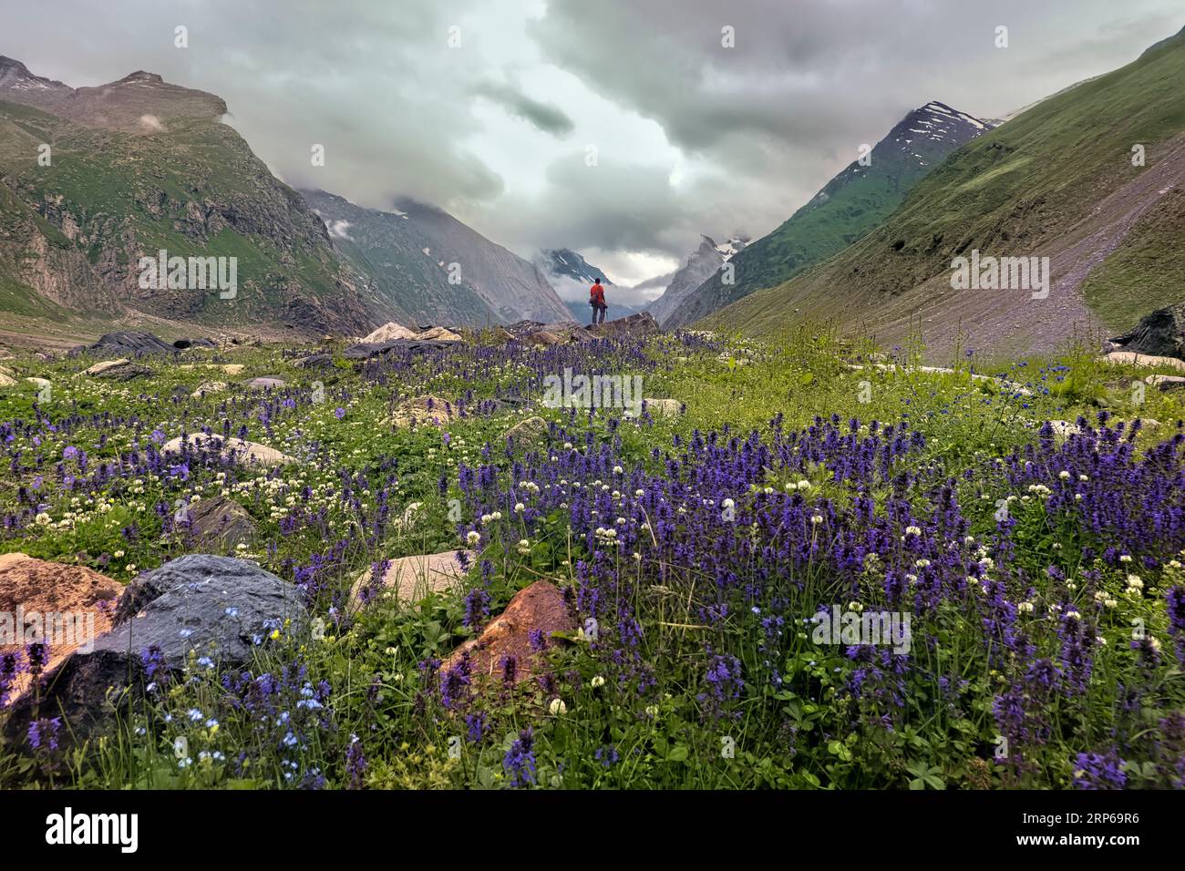 Wildflowers in the beautiful Warwan Valley, Pir Panjal Range, Kashmir ...