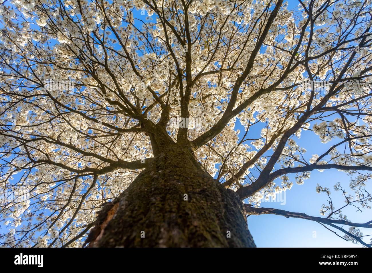 Wonderful Flowers of a white ipe tree, Tabebuia roseo-alba (Ridley ...