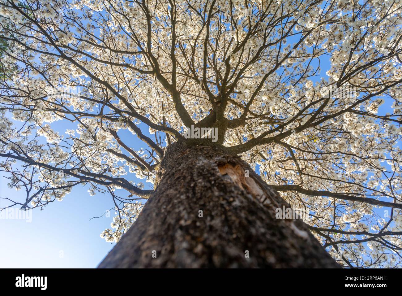 Wonderful Flowers of a white ipe tree, Tabebuia roseo-alba (Ridley ...