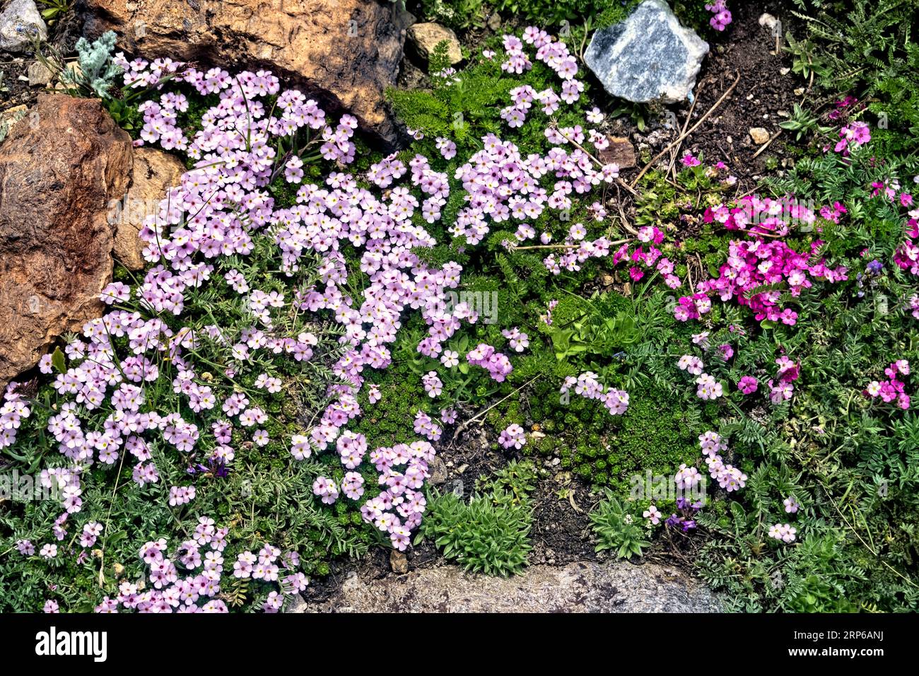 Wild broadleaf forget-me-not (Myosotis latifolia) growing in the Warwan ...