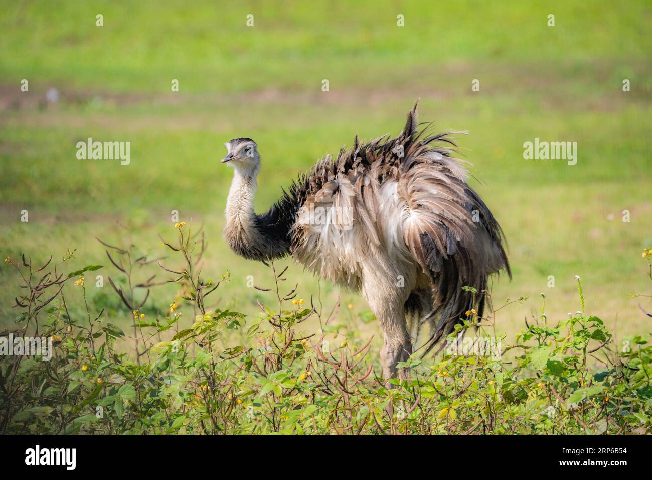 The greater rhea is a species of flightless bird native to eastern South America Stock Photo - Alamy
