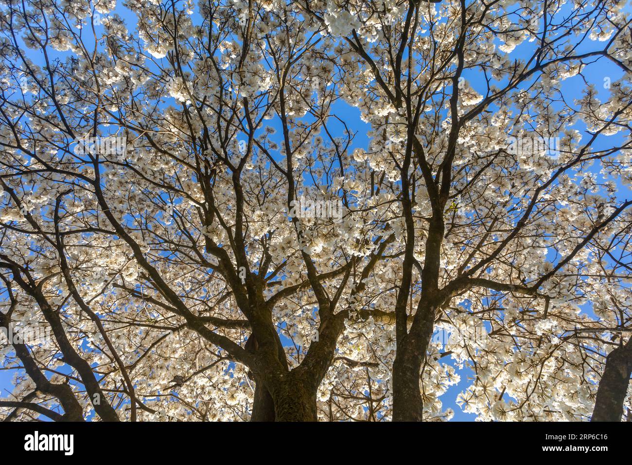 Wonderful Flowers of a white ipe tree, Tabebuia roseo-alba (Ridley ...