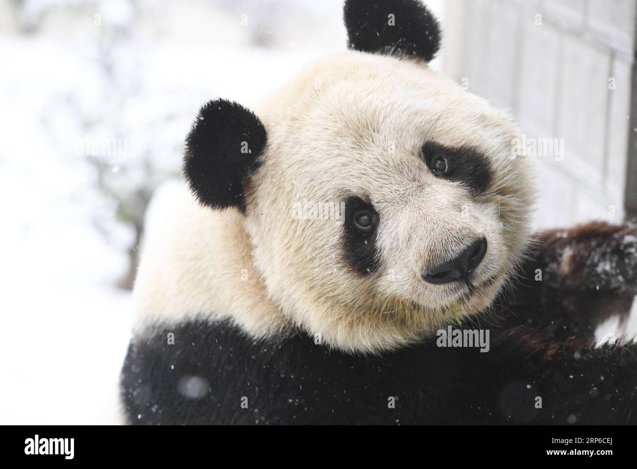 Tierweltencreative hi-res stock photography and images - Alamy