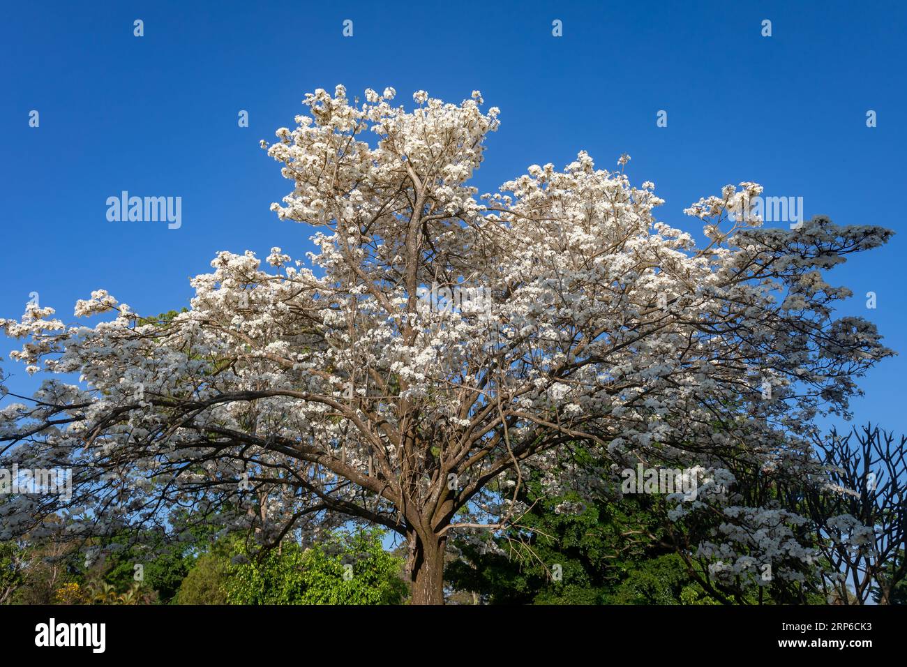 Wonderful Flowers of a white ipe tree, Tabebuia roseo-alba (Ridley ...