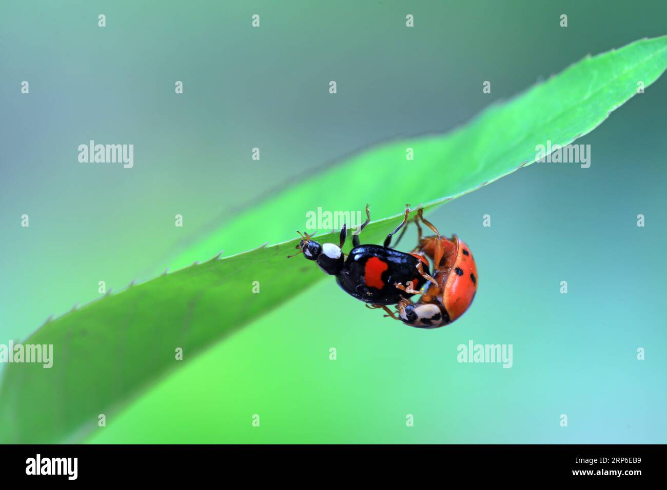 Two ladybugs mate in nature, North China Stock Photo - Alamy