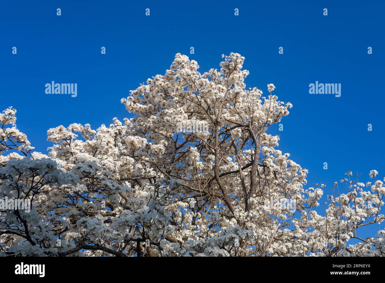 Wonderful Flowers of a white ipe tree, Tabebuia roseo-alba (Ridley ...