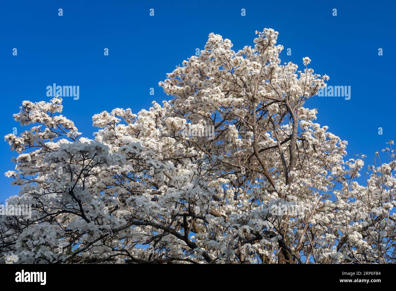 Wonderful Flowers of a white ipe tree, Tabebuia roseo-alba (Ridley ...