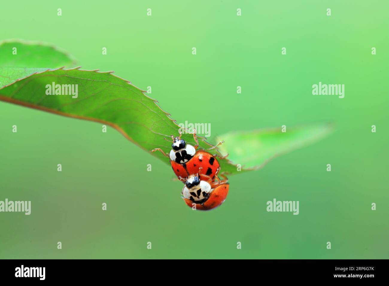 Two ladybugs mate in nature, North China Stock Photo - Alamy