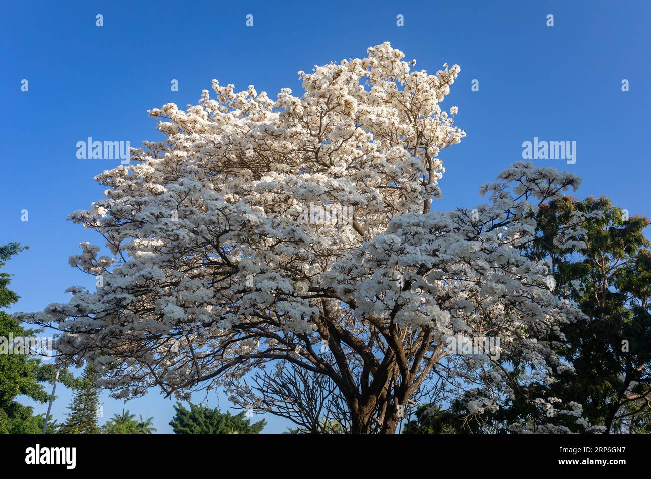 Wonderful Flowers of a white ipe tree, Tabebuia roseo-alba (Ridley ...