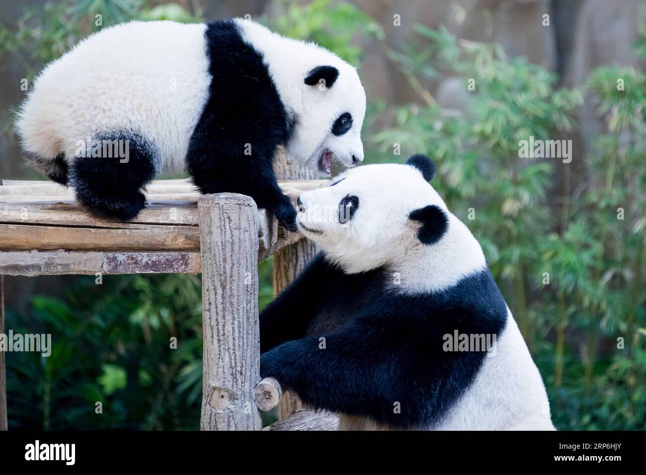 Baby panda on of mother panda hi-res stock photography and images - Alamy