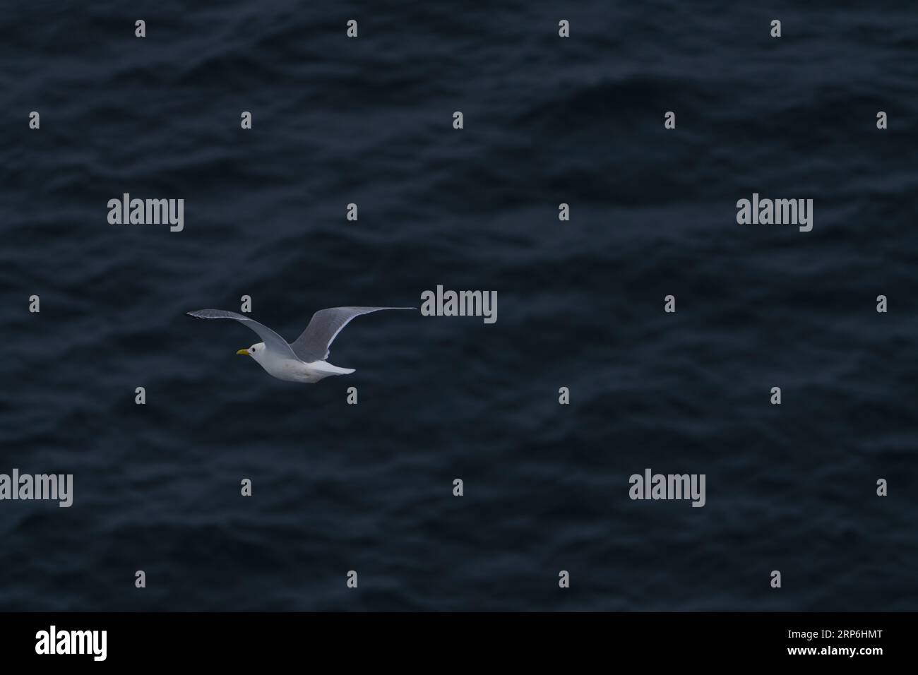 Flying Rissa tridactyla Family Laridae Genus Rissa Black-legged Kittiwake wild nature bird ...