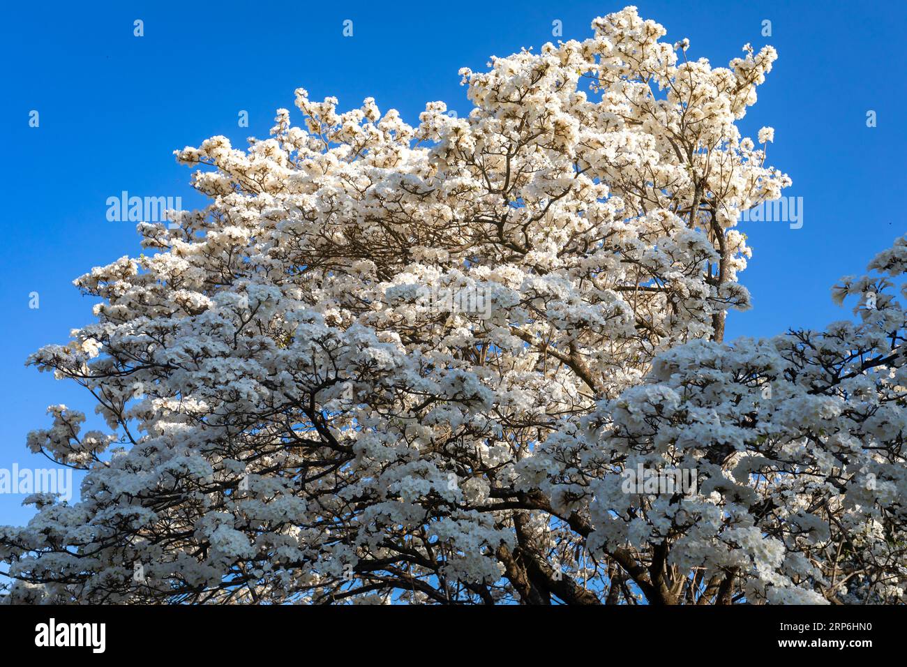 Wonderful Flowers of a white ipe tree, Tabebuia roseo-alba (Ridley ...