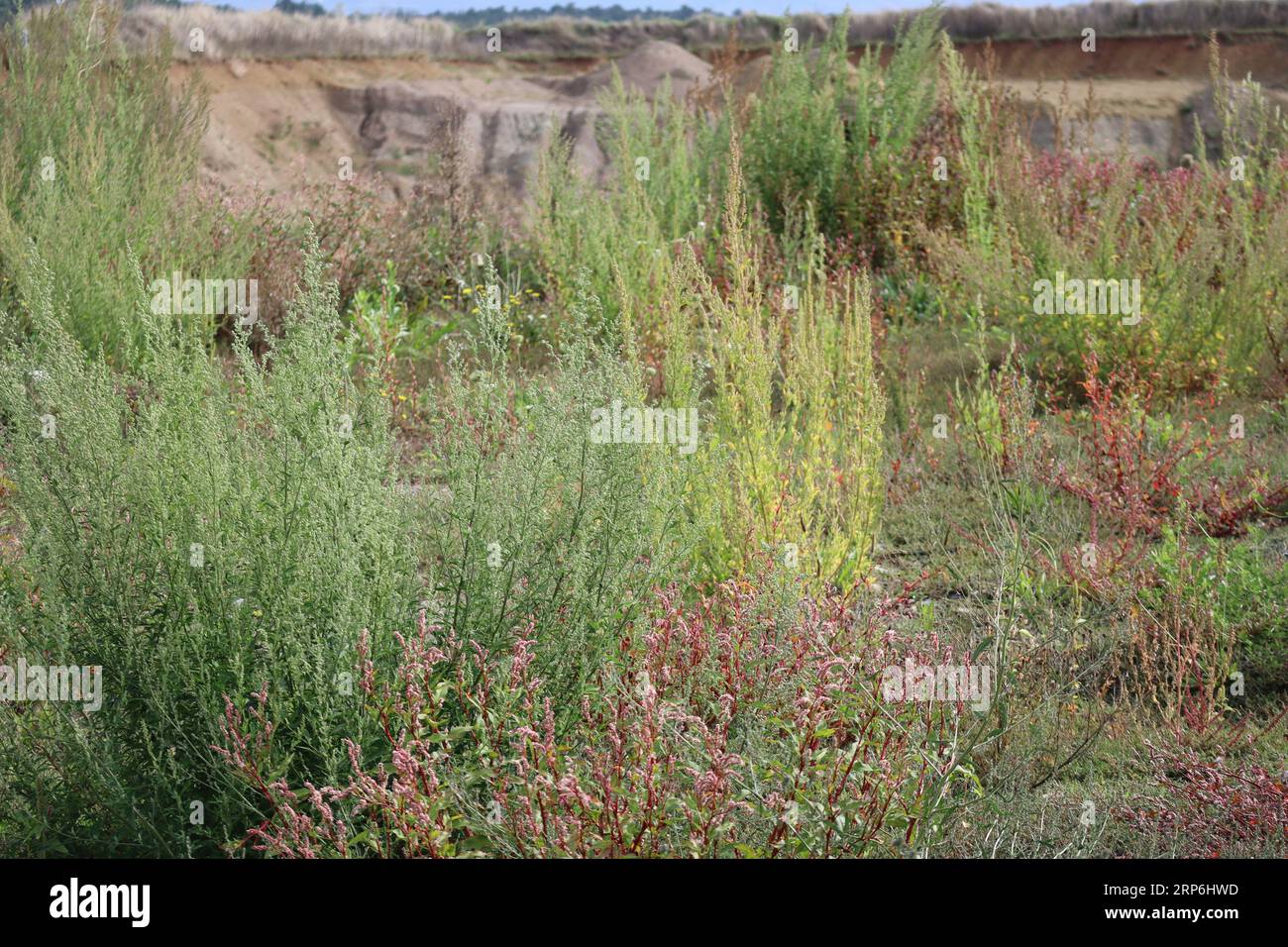 all kinds of Ruderal plants populate a Quarry Stock Photo - Alamy