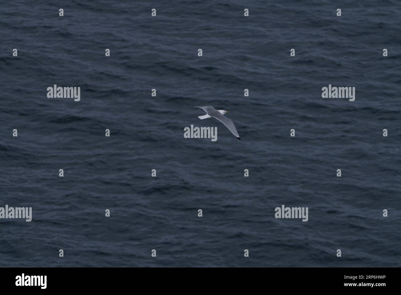 Flying Rissa tridactyla Family Laridae Genus Rissa Black-legged Kittiwake wild nature bird ...