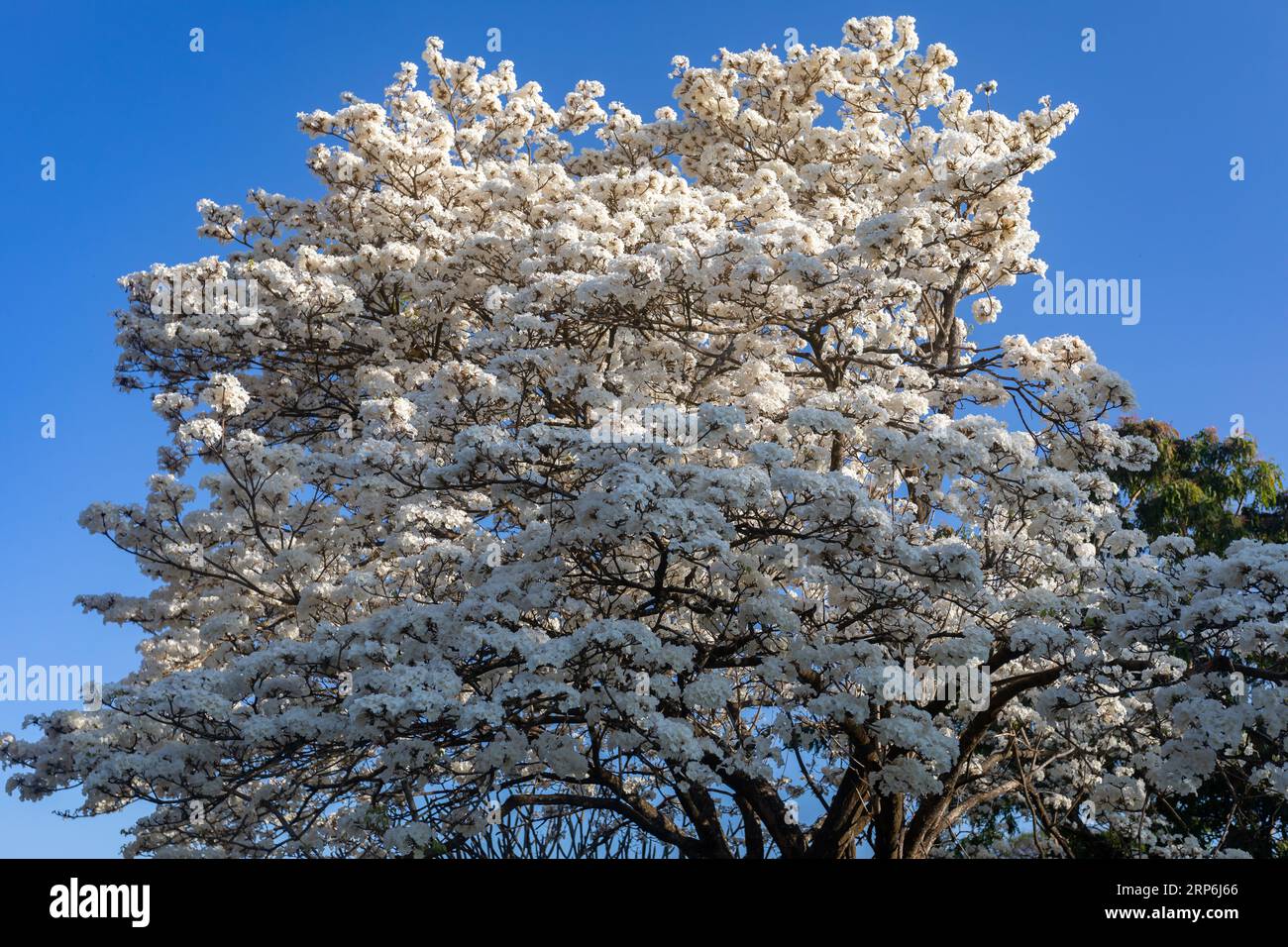 Wonderful Flowers of a white ipe tree, Tabebuia roseo-alba (Ridley ...