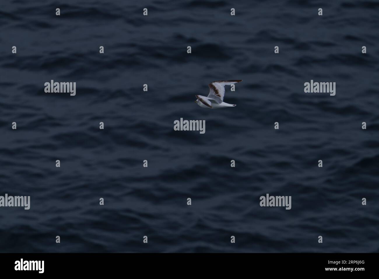 Flying Rissa tridactyla Family Laridae Genus Rissa Black-legged Kittiwake wild nature bird ...