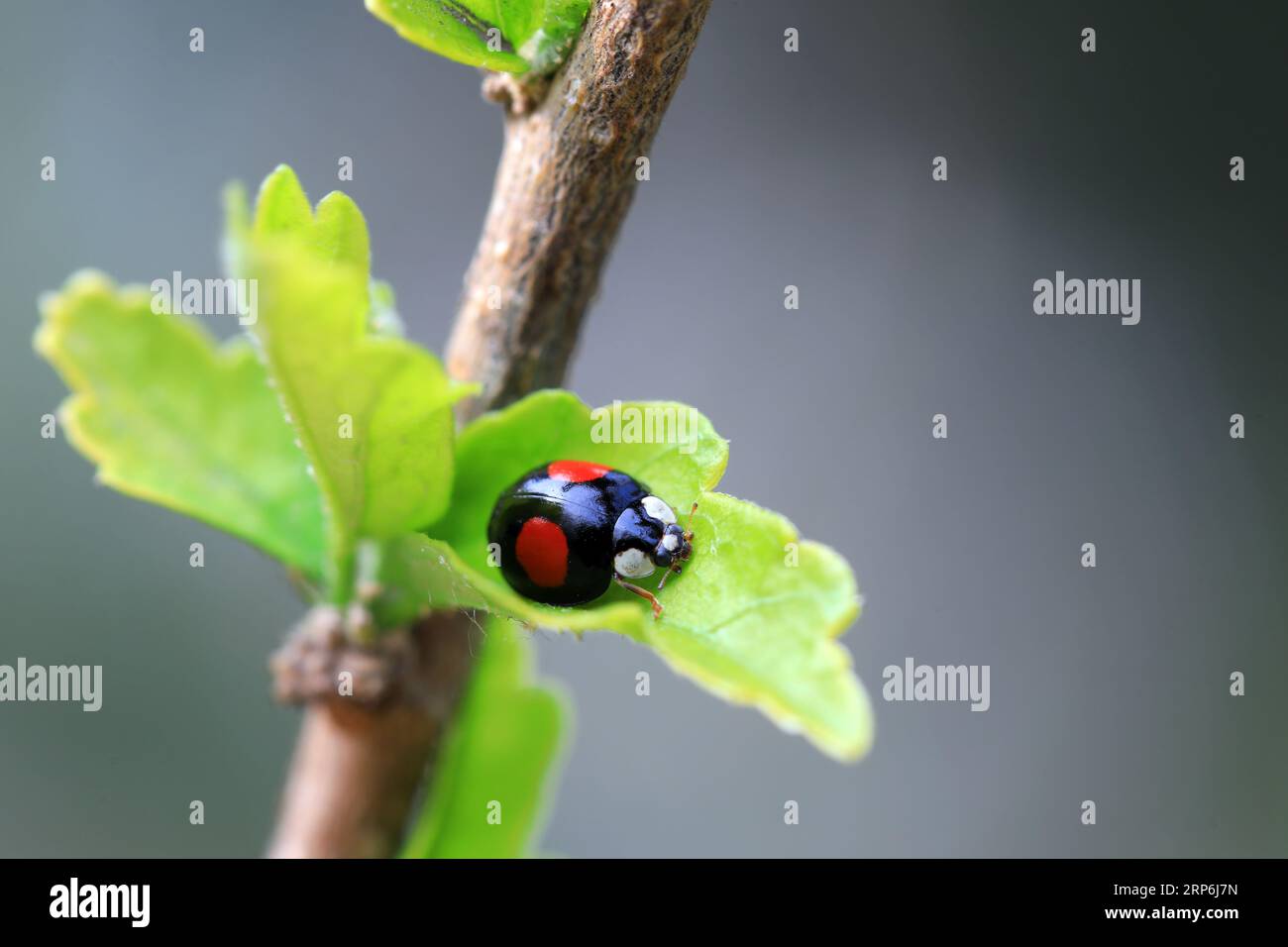 Ladybugs crawling up leaf hi-res stock photography and images - Alamy