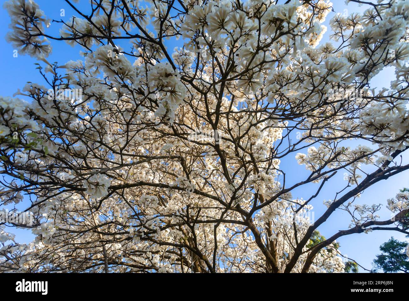 Wonderful Flowers of a white ipe tree, Tabebuia roseo-alba (Ridley ...