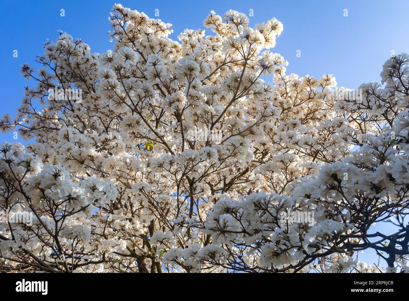 Wonderful Flowers of a white ipe tree, Tabebuia roseo-alba (Ridley ...