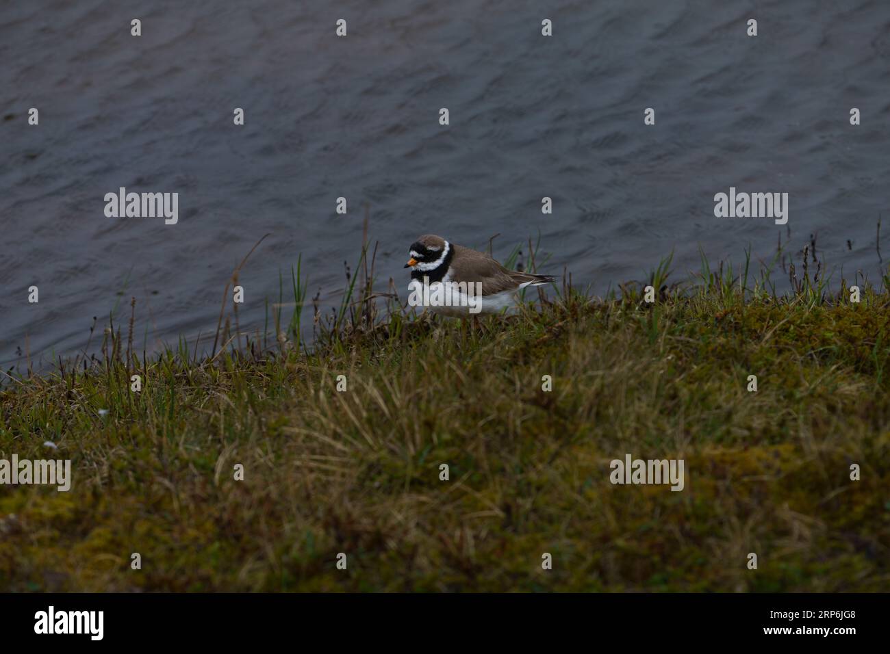 Charadrius hiaticula Family Charadriidae Genus Charadrius Common ringed ...
