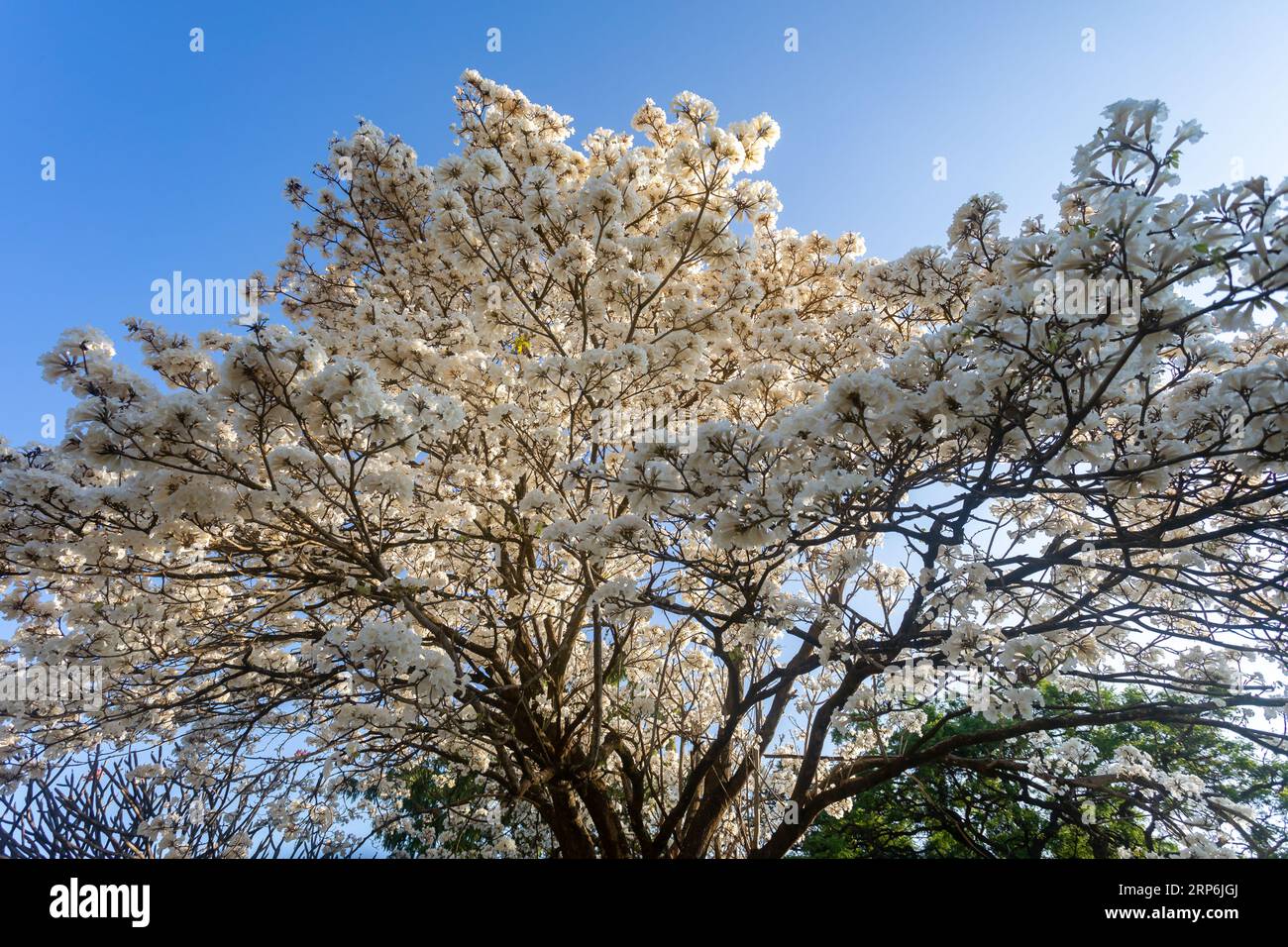 Wonderful Flowers of a white ipe tree, Tabebuia roseo-alba (Ridley ...