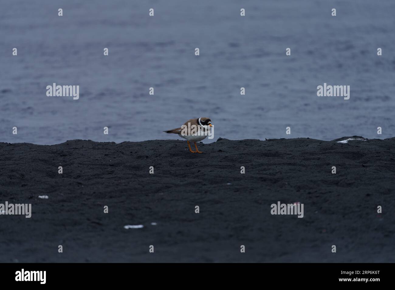 Charadrius hiaticula Family Charadriidae Genus Charadrius Common ringed ...