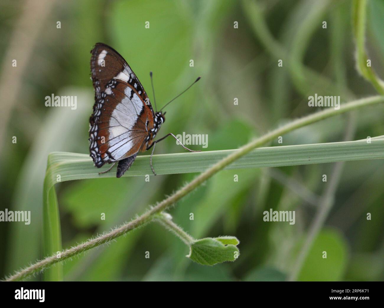 Common diadem butterfly (Hypolimnas misippus Stock Photo - Alamy