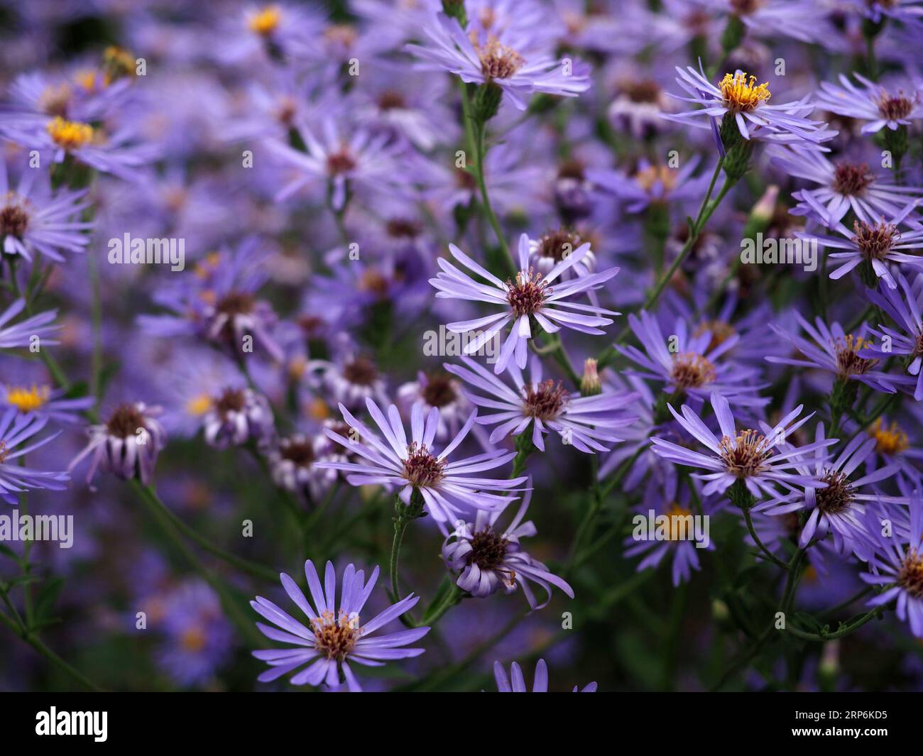Aster pannonicum hi-res stock photography and images - Alamy
