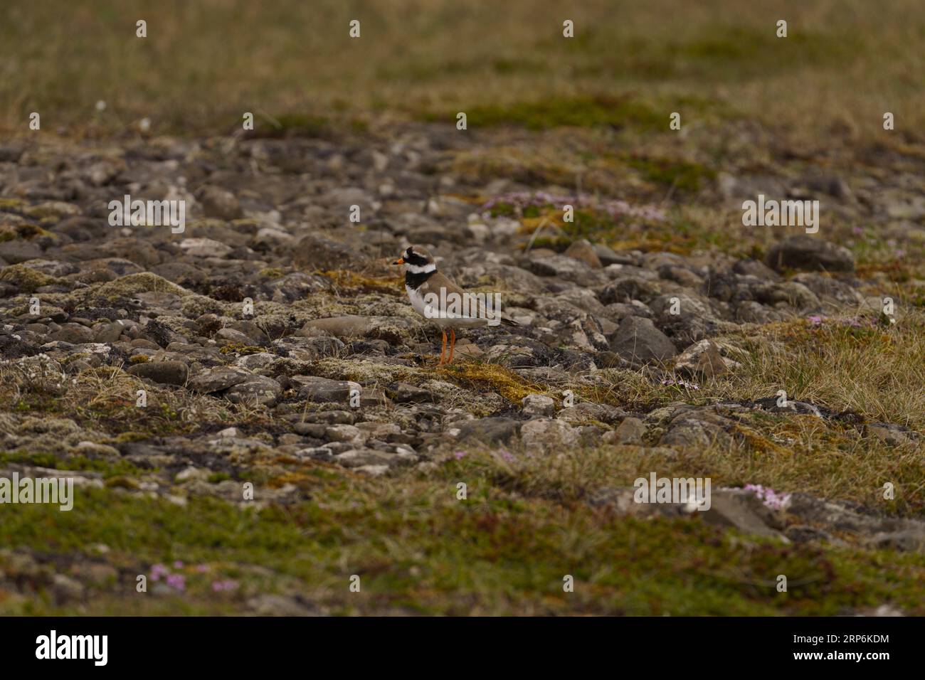 Charadrius hiaticula Family Charadriidae Genus Charadrius Common ringed ...