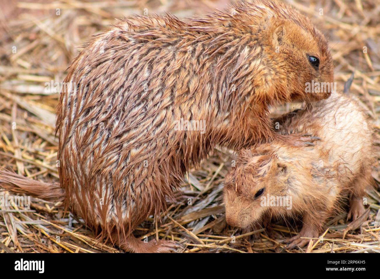 Muskrat falls hi-res stock photography and images - Alamy