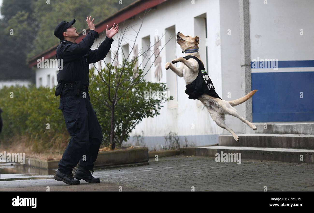 (190116) -- WUHAN, Jan. 16, 2019 (Xinhua) -- Police dog Pi Te plays ...
