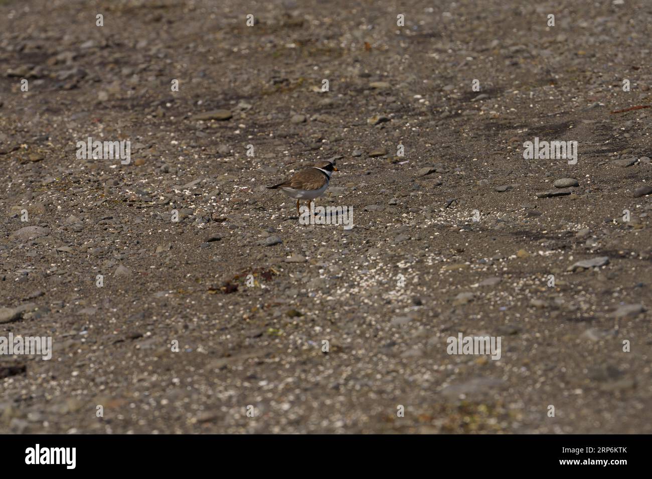 Charadrius hiaticula Family Charadriidae Genus Charadrius Common ringed ...