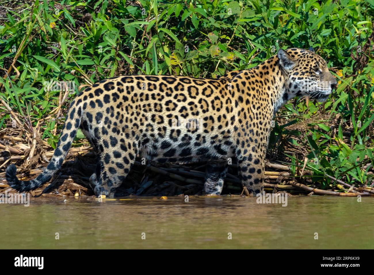Adult Jaguar Hunting Stock Photo - Alamy