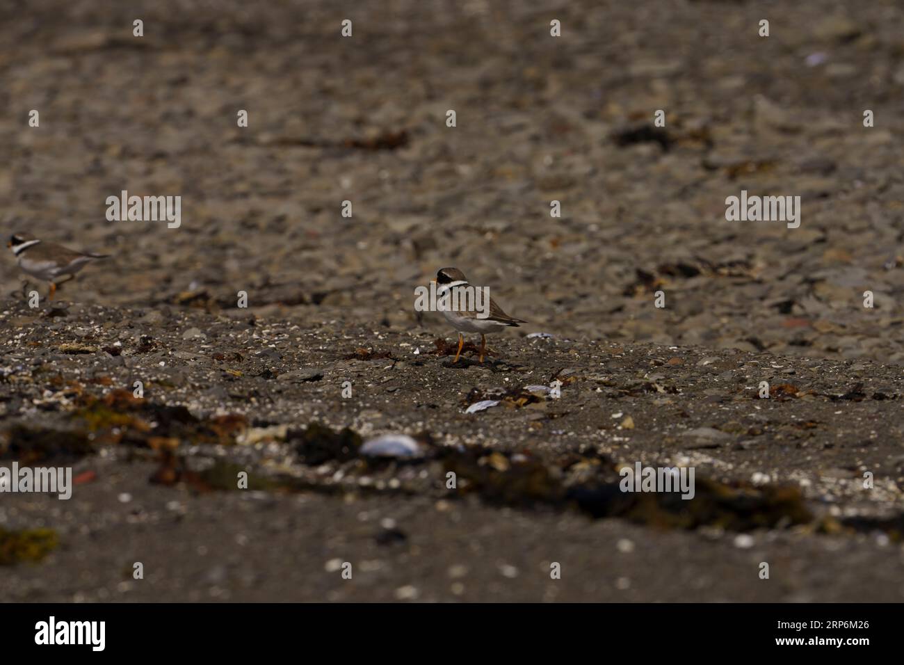 Charadrius hiaticula Family Charadriidae Genus Charadrius Common ringed ...