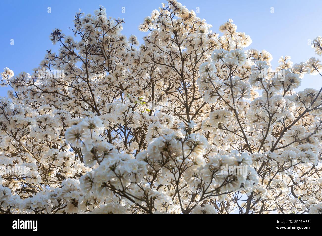 Wonderful Flowers of a white ipe tree, Tabebuia roseo-alba (Ridley ...