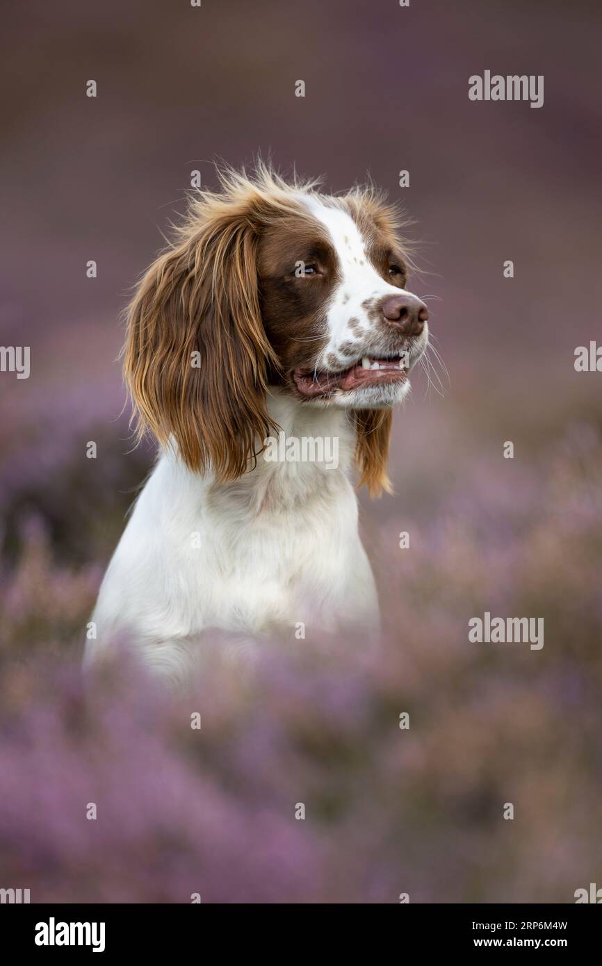 English Springer Spaniel in pink heather Stock Photo - Alamy