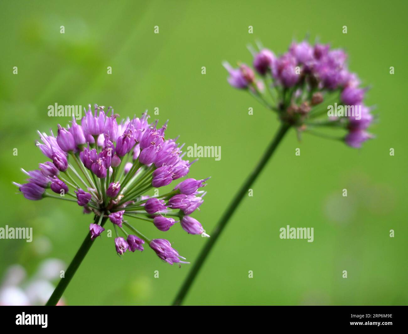 Alium lusitanicum hi-res stock photography and images - Alamy